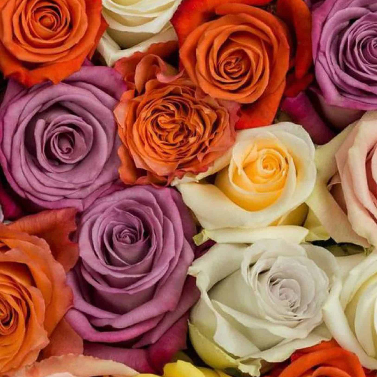 Les roses : significations & soins à leur apporter!